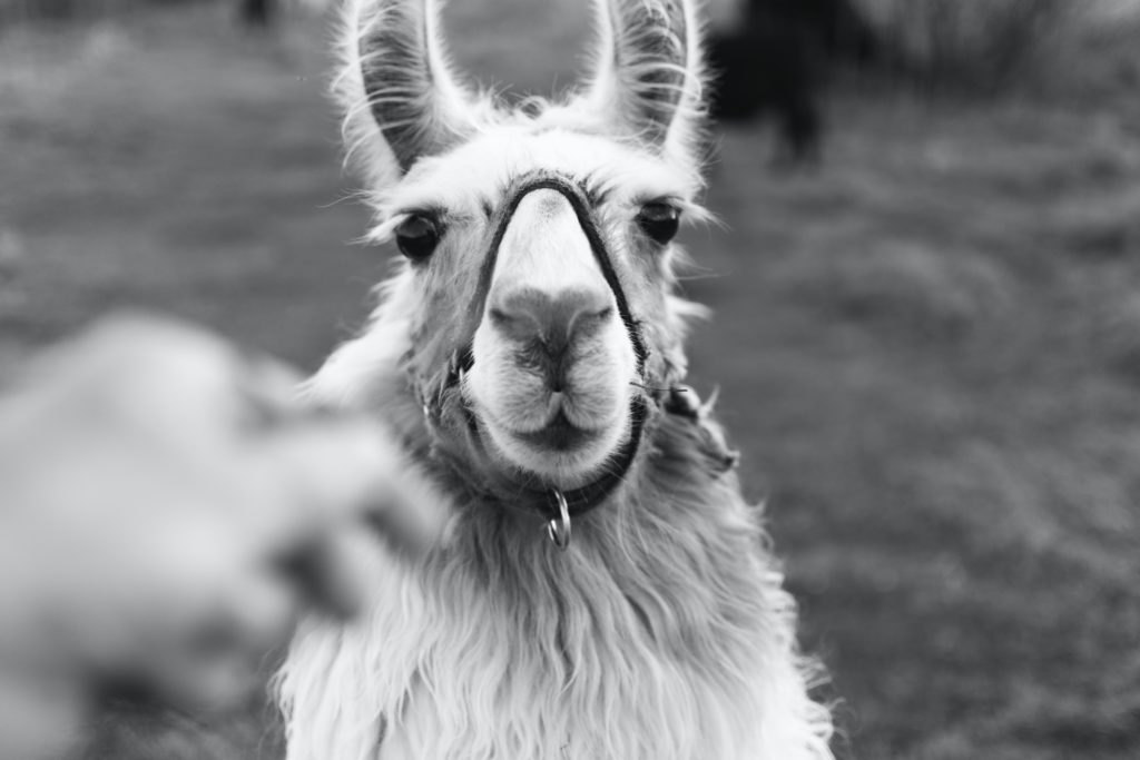 Llama antibodies and the SARS-CoV-2 virus | What is the link? - Biorex ...