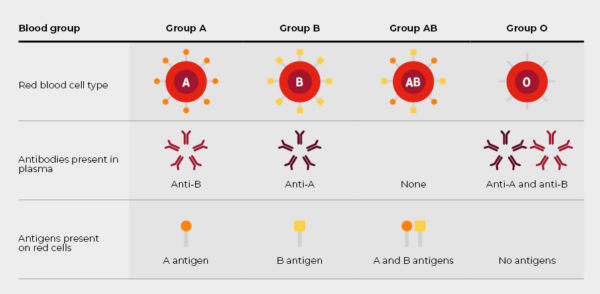 Blood Grouping - Biorex Diagnostics - Primary Diagnostics Innovation