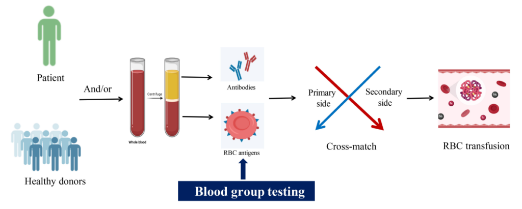 Blood Grouping - Biorex Diagnostics - Primary Diagnostics Innovation